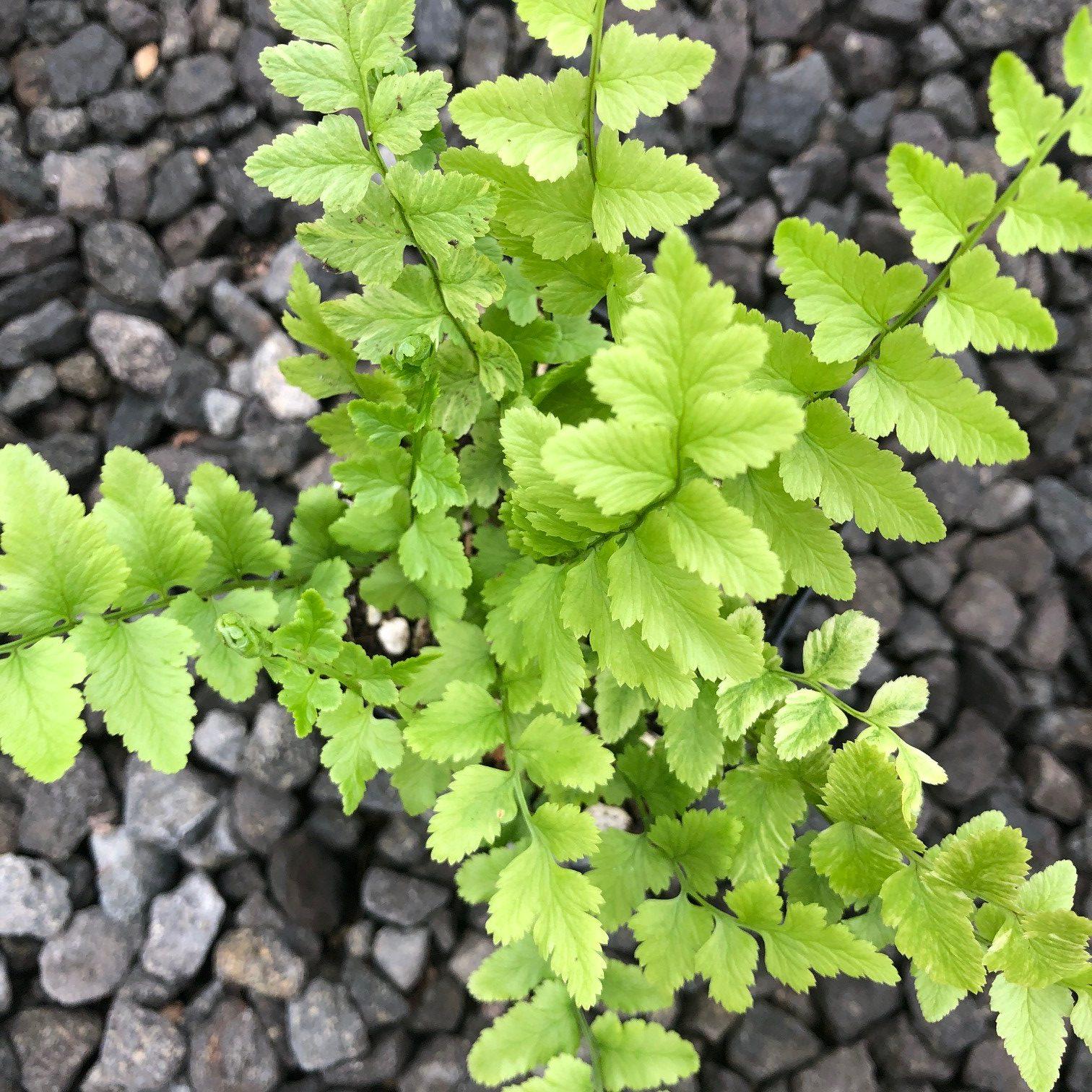 Dryopteris Tokyoensis | Tokyo Wood Fern, Hardy Shade-loving Perennial ...
