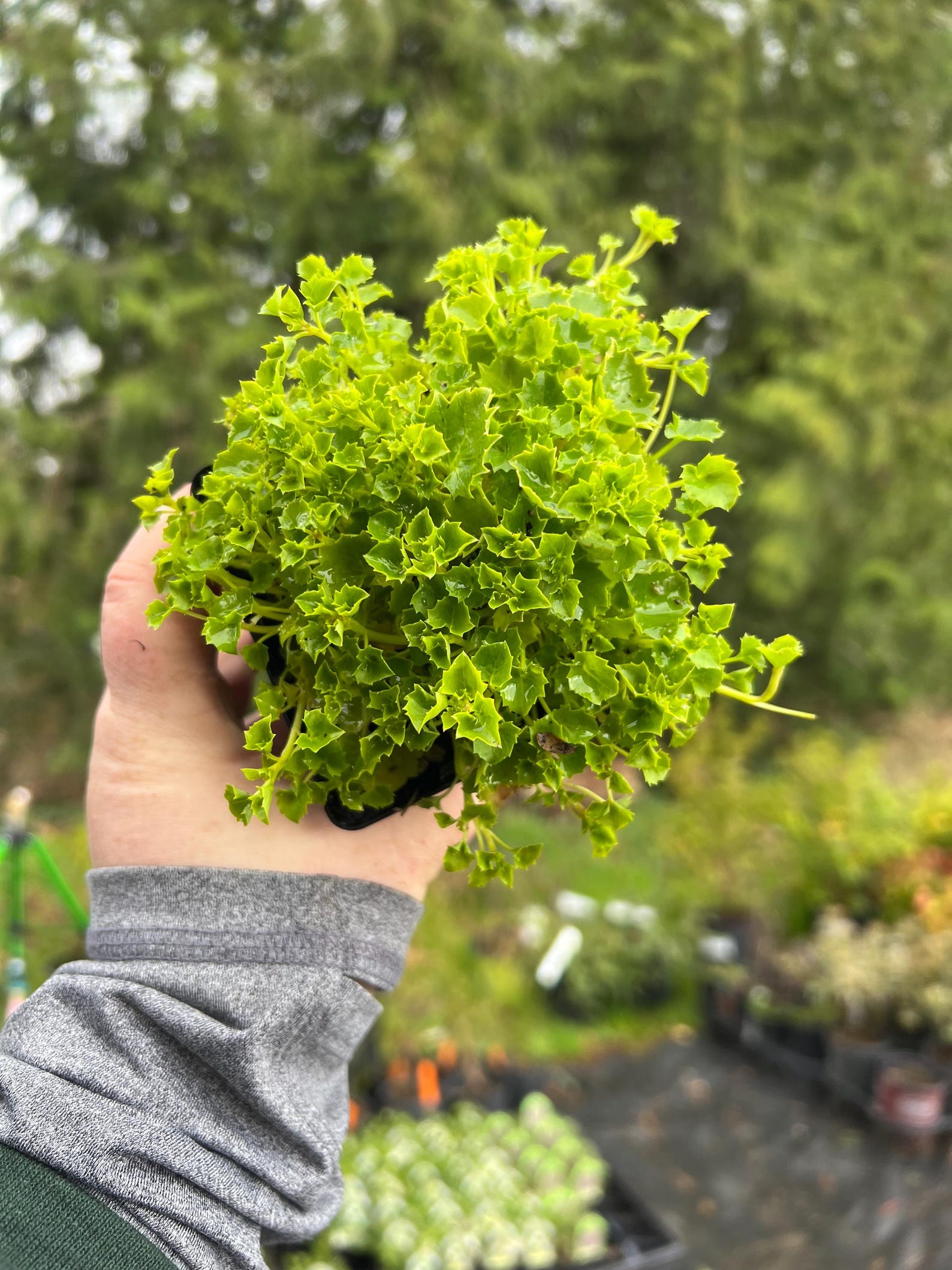 Campanula ‘dickson’s Gold’ | Golden-leaved Bellflower, Evergreen ...