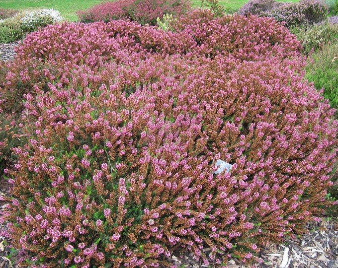 Erica Vagans 'mrs. D F Maxwell' | Winter/spring Blooming Scottish ...