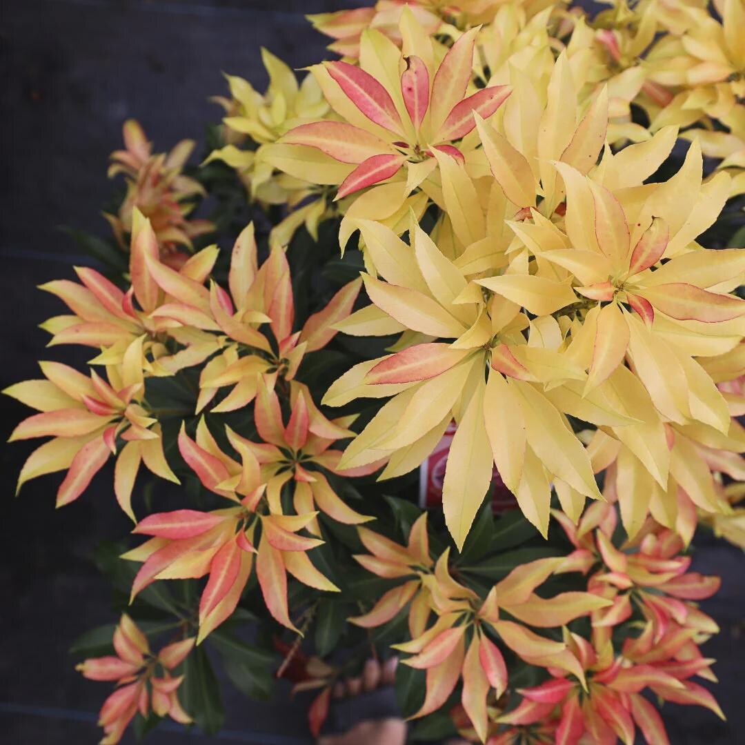 Pieris 'glowing Hearts' | Andromeda, Evergreen Shrub - 1 Gallon Pot - Etsy