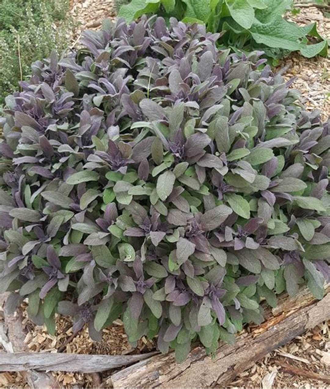 NEW Salvia Officinalis 'purple' | Purple Sage | Culinary & Ornamental ...