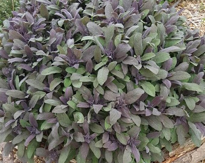 NEW Salvia Officinalis 'purple' | Purple Sage | Culinary & Ornamental ...
