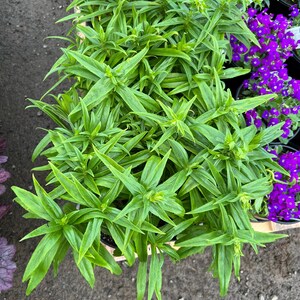 Penstemon 'flock of Flamingos’ | Pink Beardtongue | Semi-evergreen ...