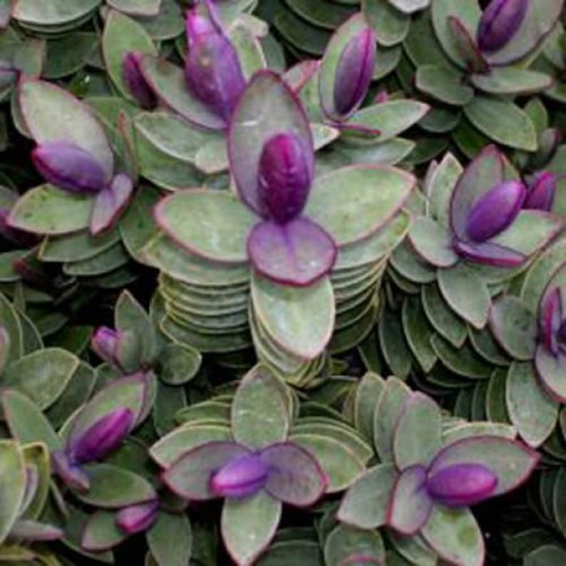 Hebe 'red Edge' | Compact Evergreen Flowering Shrub - 1 Gallon Pot - Etsy