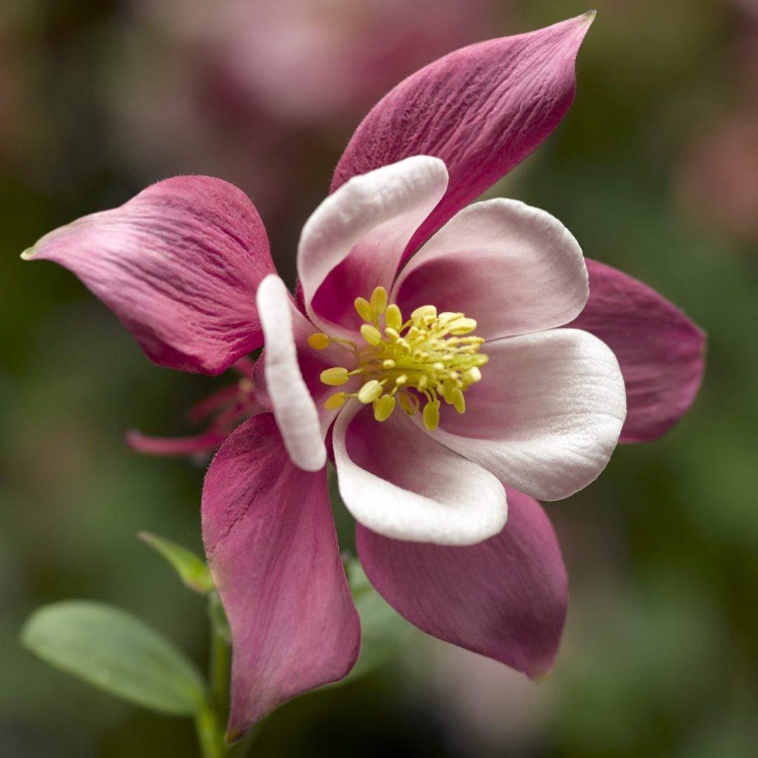 Aquilegia Kirigami Rose & Pink | Columbine | Wildflower Perennial ...