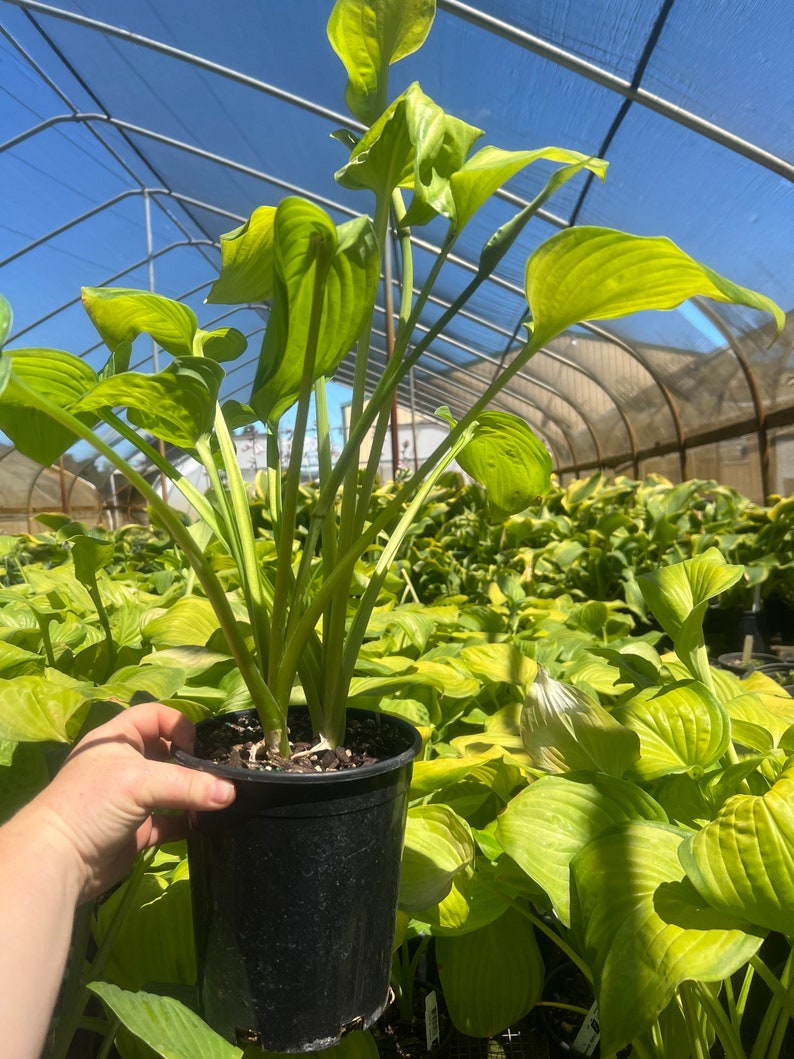 Hosta Plants see Our Collection for Varieties Two Complementing Hostas ...