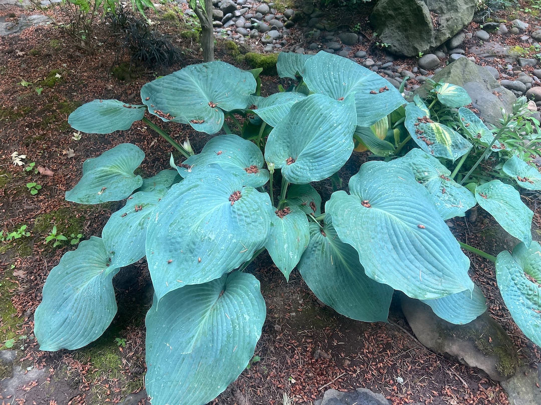 Hosta Komodo Dragon, Large Hosta, Giant Plaintain Lily 1 Baretoot Plant ...