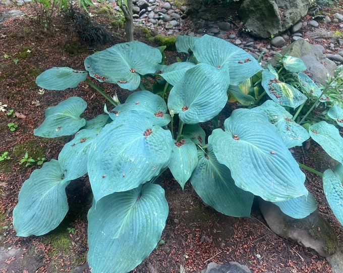 Hosta 'komodo Dragon' | Plantain Lily | Flowering Shade Perennial ...