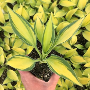 Hosta 'june' | Medium Variegated Plantain Lily - Etsy