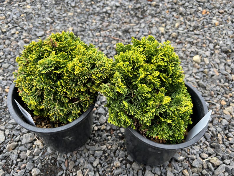 Chamaecyparis Obtusa 'gold Hage' | Hinoki Cypress - Etsy