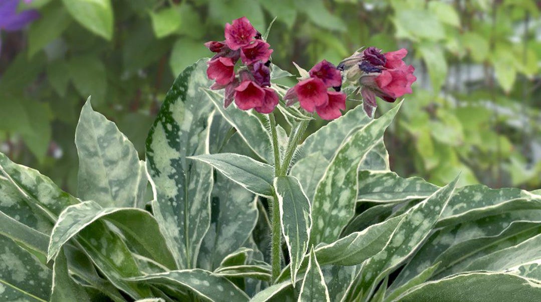NEW Pulmonaria raspberry Frost Lungwort Shade-loving Perennial USDA ...