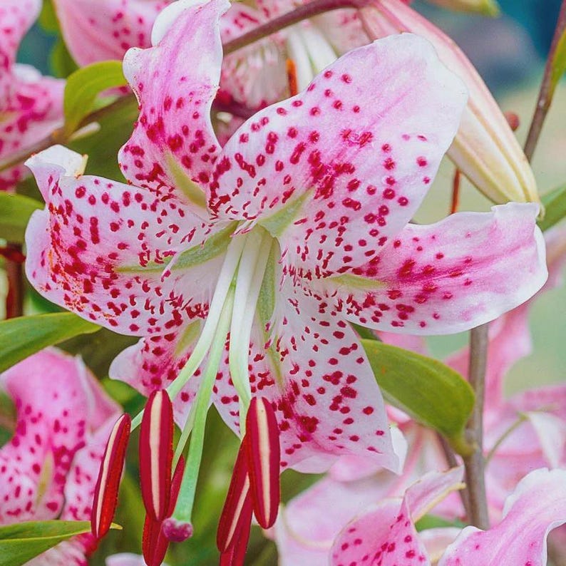 Lilium Speciosum 'rubrum' | Japanese Show Lily | Perennial Bulb | Large ...