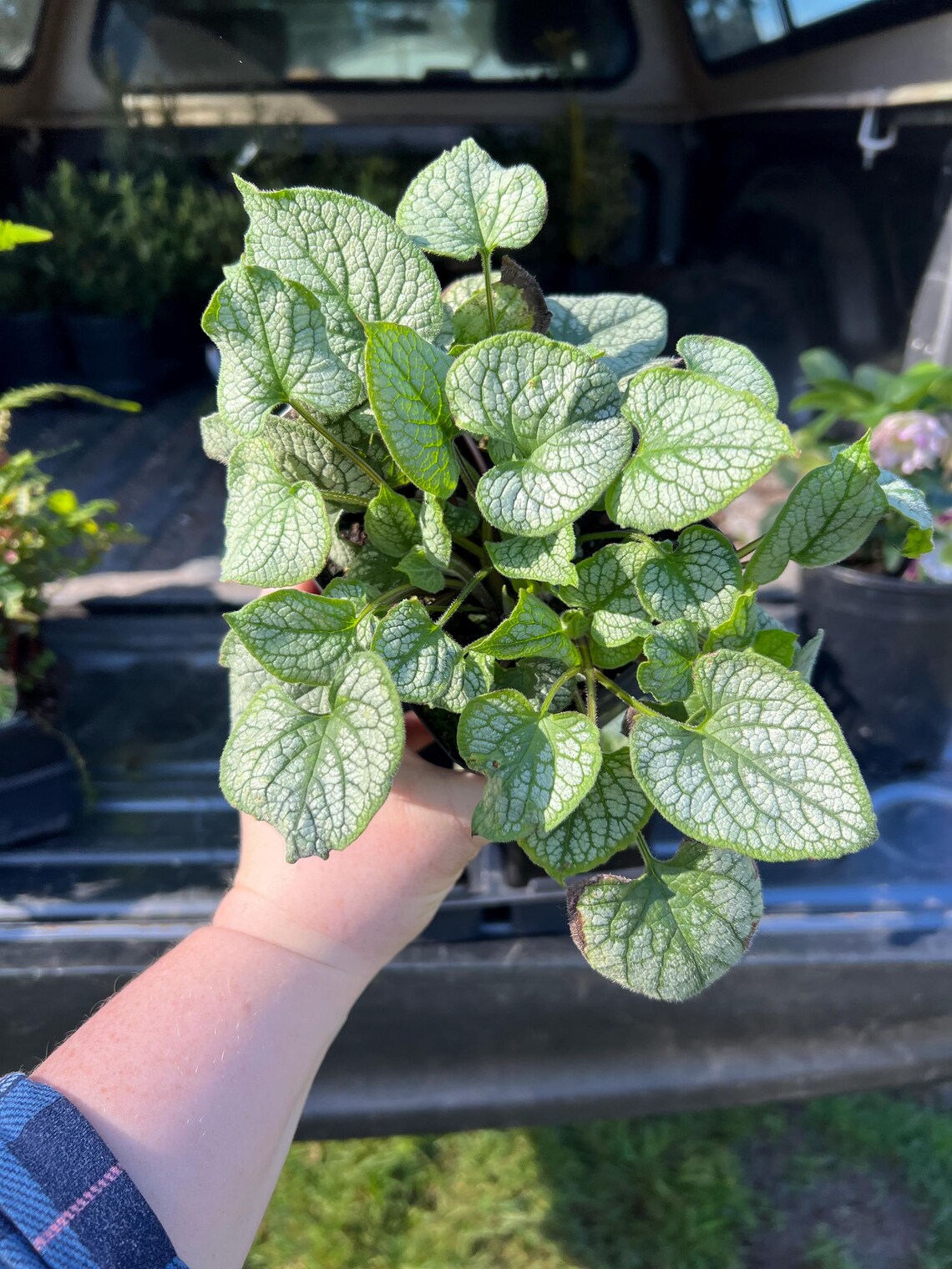 Brunnera Macrophylla 'alexander's Great' | Siberian Bugloss - Etsy