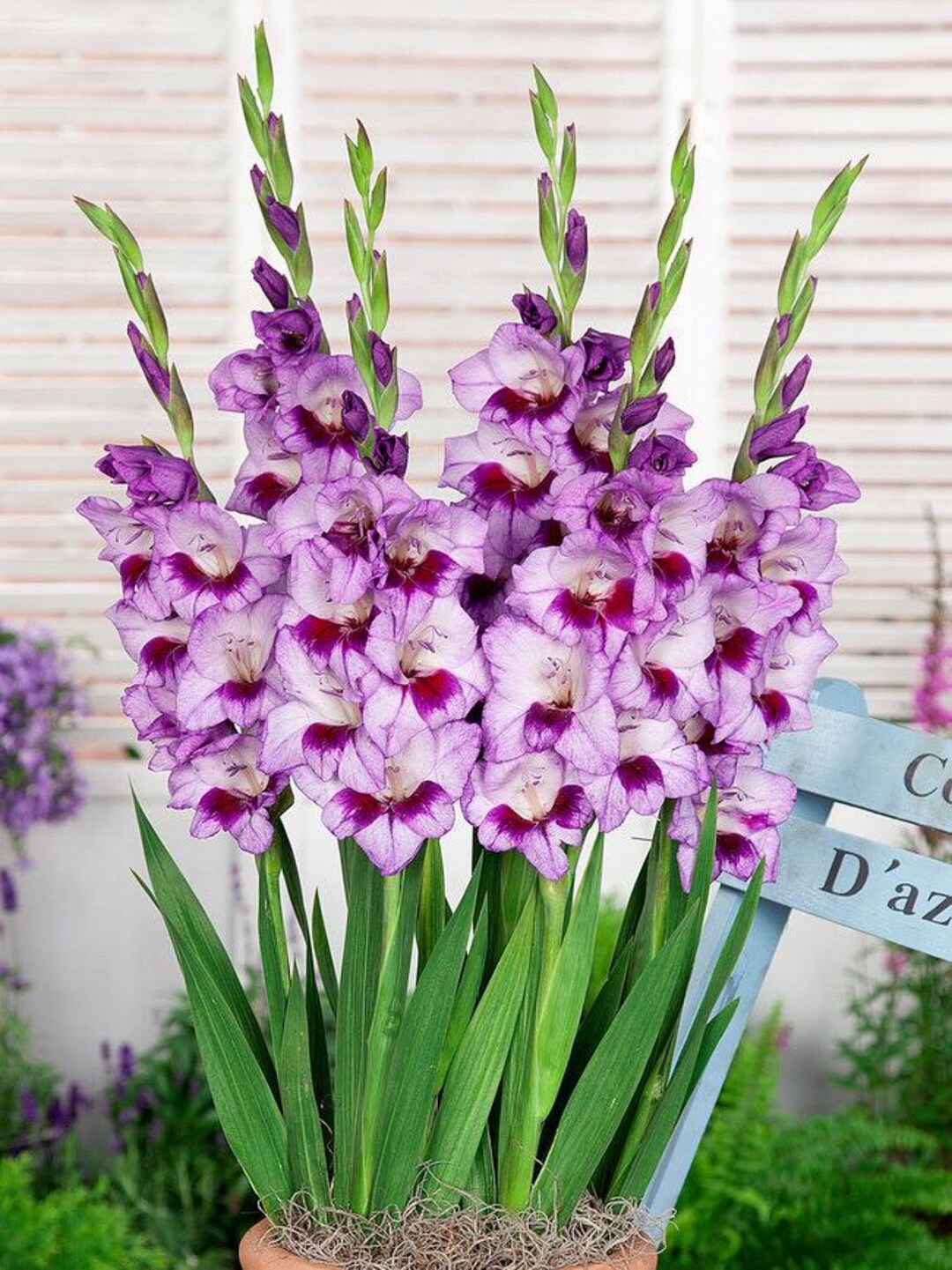 Gladiolus Glamini 'tina' | Purple Compact Sword Lily - Spring Bulbs - Etsy