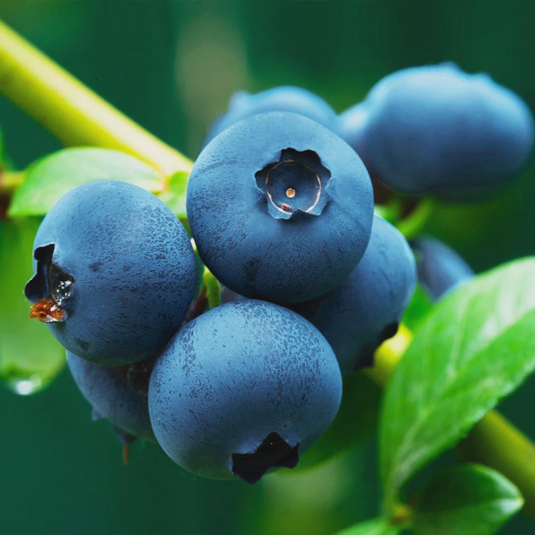 Berry Plant | Blueberry Early Season Varieties - Earliblue, Duke, Reka ...