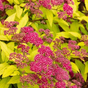 Spiraea Japonica ‘gold Flame’ | Bright Color-changing Foliage With Pink ...