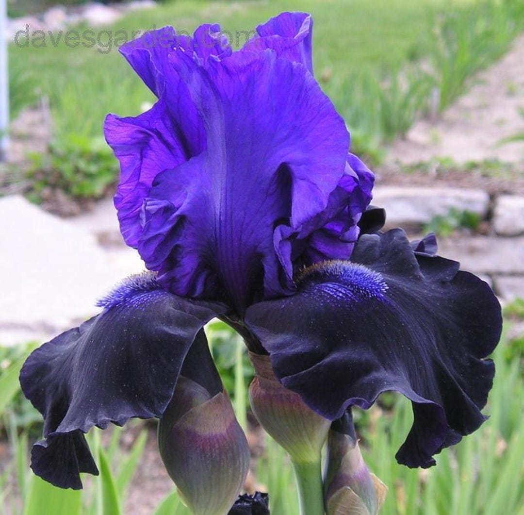 PRE-ORDER Fall Bulbs - Iris 'matt Mcnames' | Dark Purple and Black ...