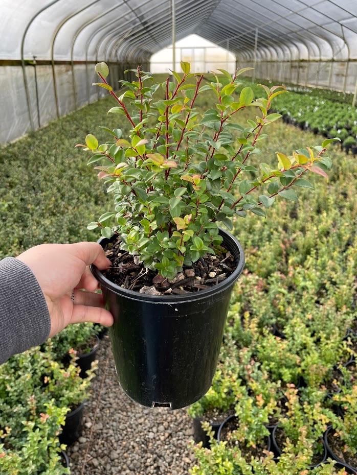 Vaccinium Ovatum | Evergreen Huckleberry, Edible Fruit - Pacific ...