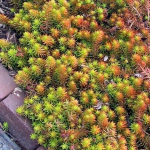 Sedum Solar Spice, Stonecrop Succulent, Cold Hardy Evergreen Carpet ...