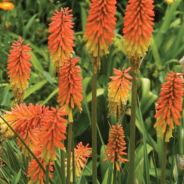 Kniphofia - Etsy