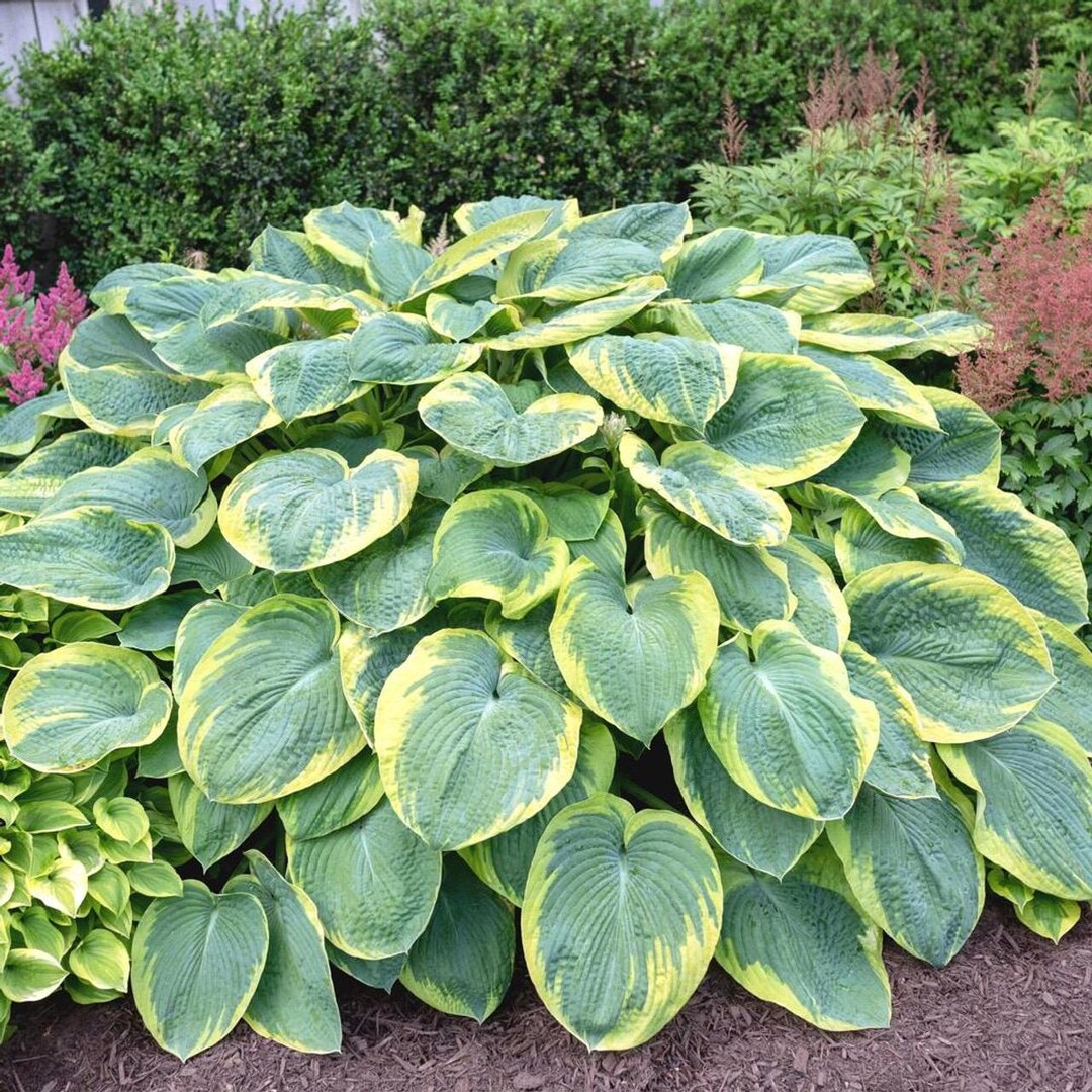 Hosta Frances William, Variegated Plantain Lily 1 Bareroot Live Plant ...
