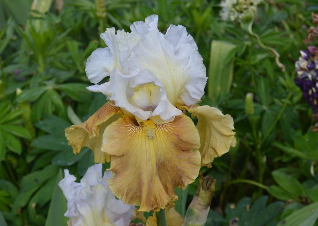Iris 'changing Seasons' | Bearded Iris | Reblooming | 1 Bareroot ...