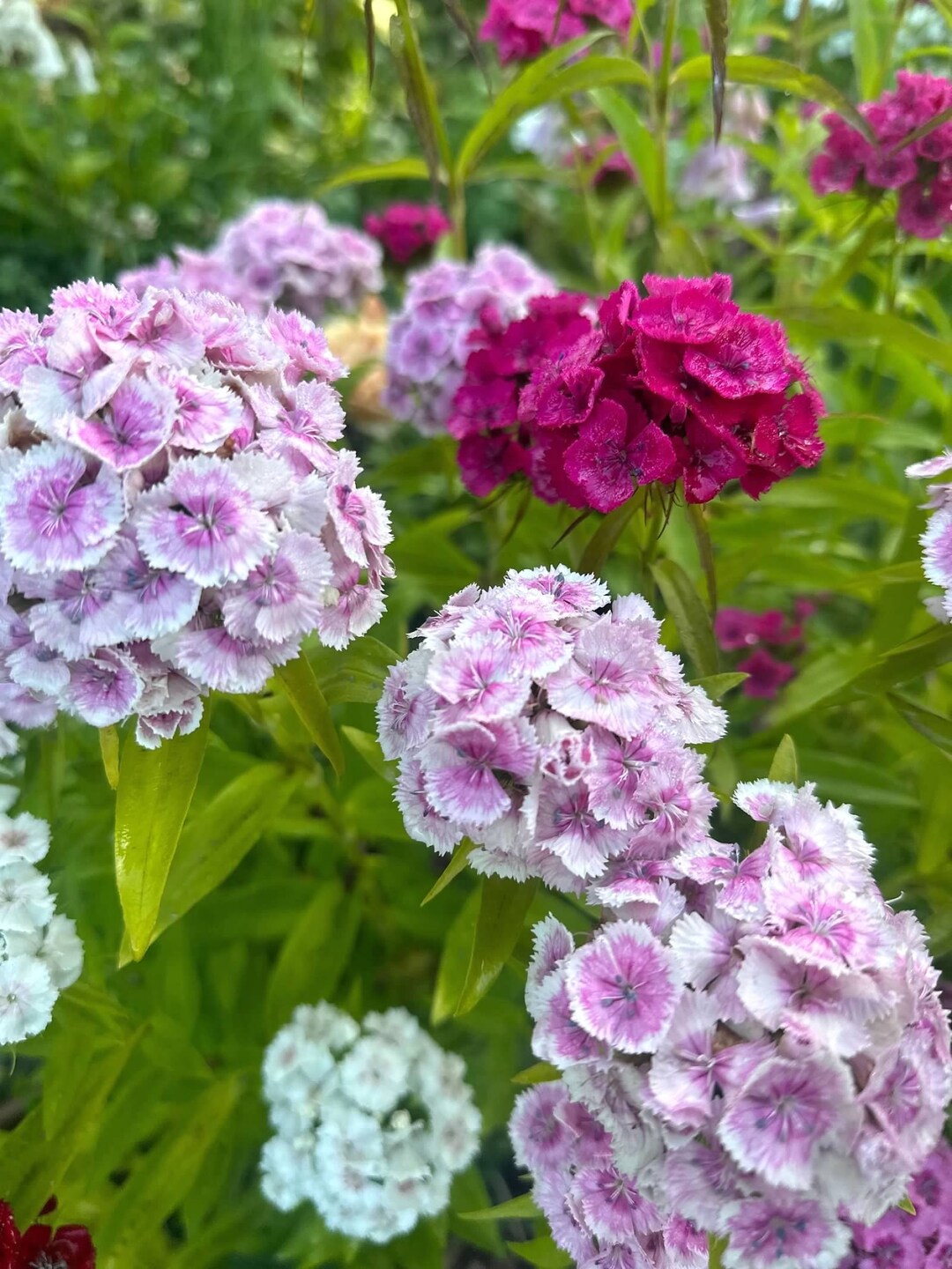 Carnations, Sweet William, Dianthus Tall Mix, Perennial Flower ...