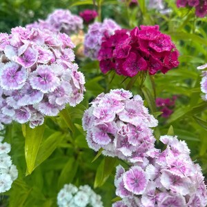 Carnations, Sweet William, Dianthus Tall Mix, Perennial Flower ...