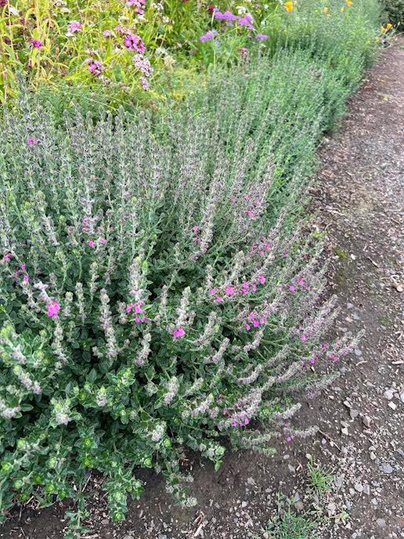 Teucrium Chamaedrys | Wall Germander, Unique Evergreen Perennial Shrub ...