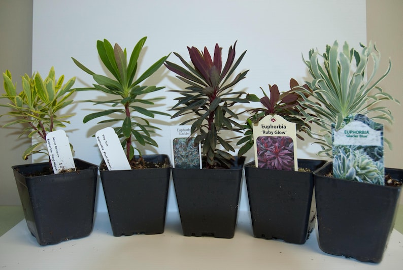 Euphorbia 'ascot Rainbow' | Tri-color Variegated Spurge | Drought ...