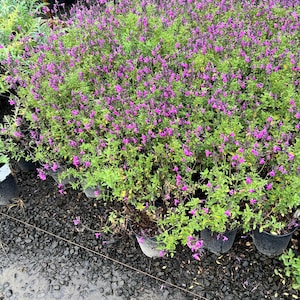 Salvia Arctic Blaze Purple, Purple Sage 1 Gallon, Well Rooted Plant - Etsy