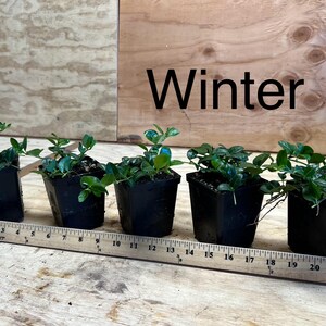 Vinca Minor 'merlot’ | Burgundy Purple Periwinkle | Evergreen ...