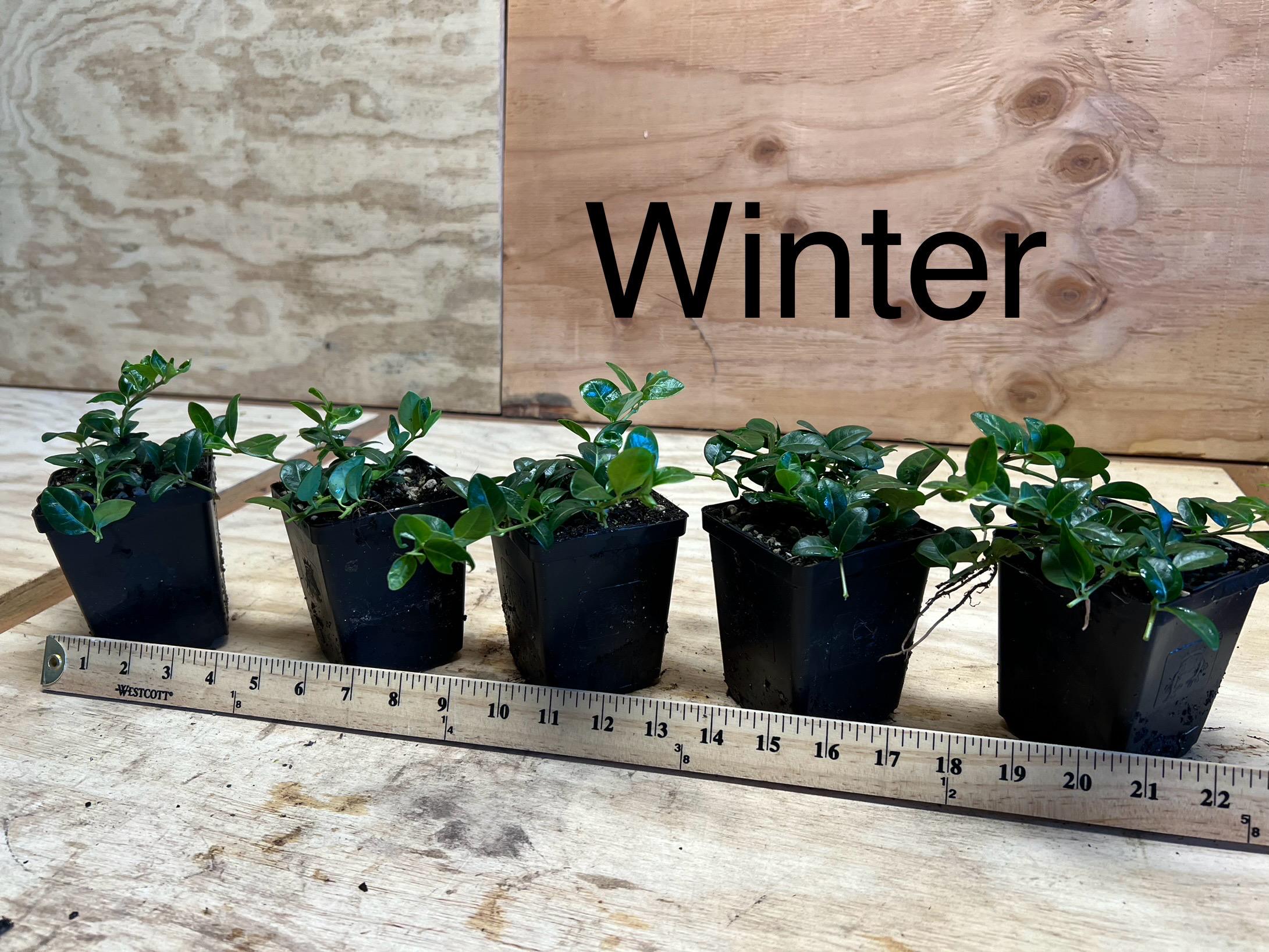 Vinca Minor 'merlot’ | Burgundy Periwinkle, Evergreen Groundcover - Etsy