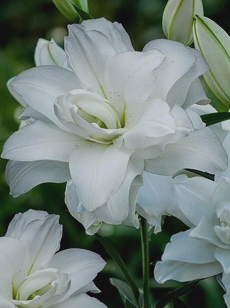 Lilium O 'lotus Pure' | White Double Flowering Oriental Lily, Unique ...