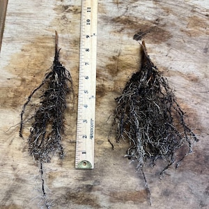 Iris Ensata 'hatsu Kagami' | Pink Japanese Water Iris | Elegant Summer ...