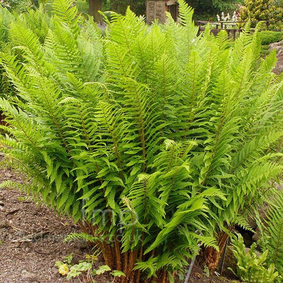 Fern, Male Fern, Dryopteris Folic-mas 1 Gallon Pot, Well Rooted Plant ...