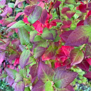 Berry Plant | Blueberry Toro Variety | Deciduous Fruiting Shrub ...