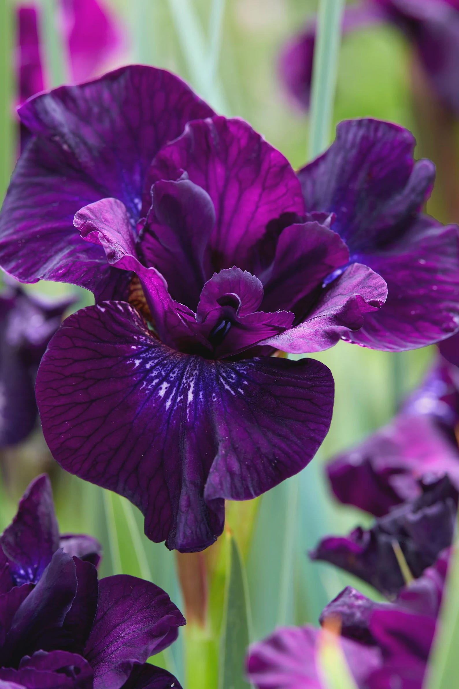 Iris Sibirica 'purpleicious' | Siberian Iris - Etsy