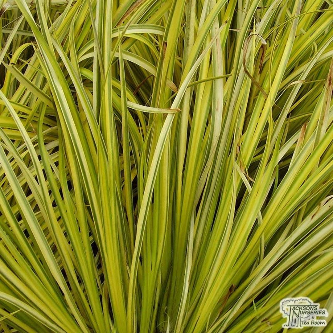 Acorus Gramineus 'ogon' | Golden Sweet Flag Grass | Evergreen ...