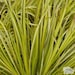 Acorus Gramineus 'ogon' | Golden Sweet Flag, Evergreen Ornamental Grass ...
