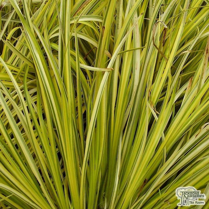 Acorus Gramineus 'ogon' | Golden Sweet Flag, Evergreen Ornamental Grass ...