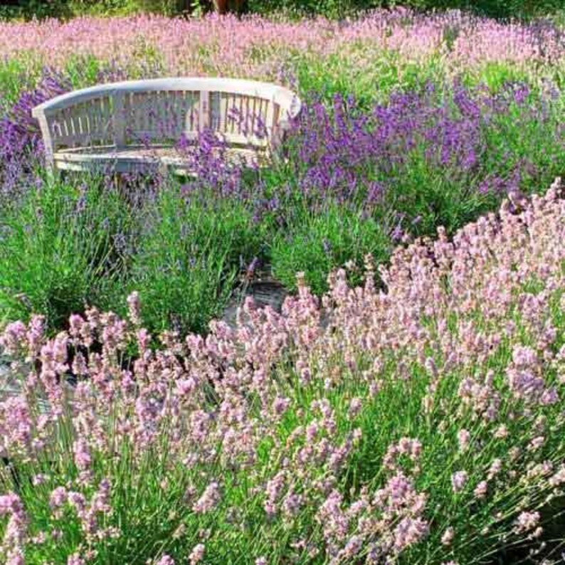 Lavandula Angustifolia 'hidcote Pink' | English Lavender, Fragrant ...