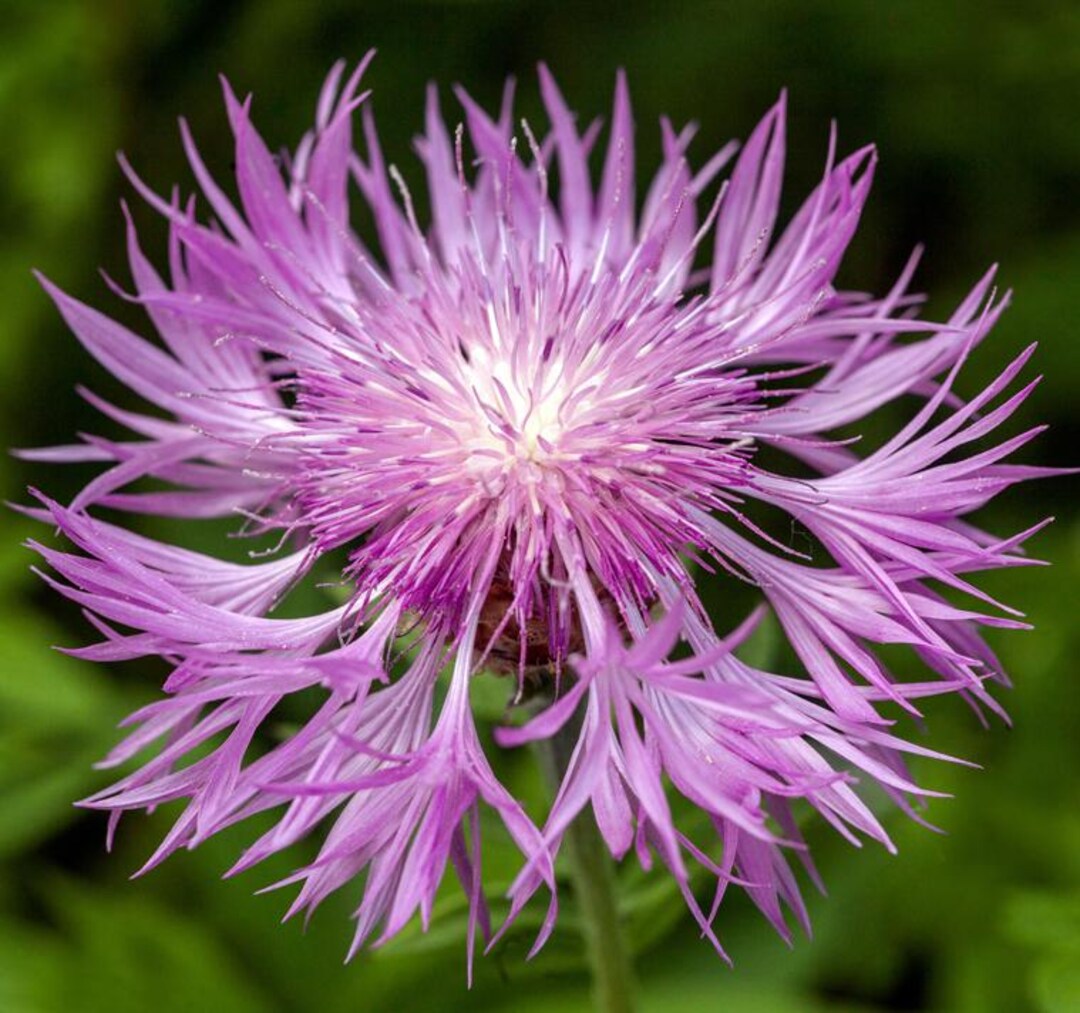 Centaurea ‘pink Passion’ | Brilliant Pink Cornflower | Perennial ...