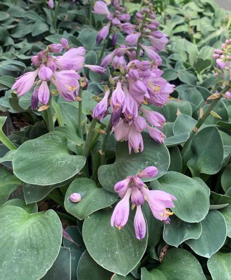Hosta 'blue Mouse Ears' | Miniature Blue Plantain Lily - Etsy