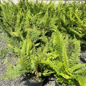 Polystichum Setiferum | Soft Shield Fern | Hardy Evergreen Fern | USDA ...