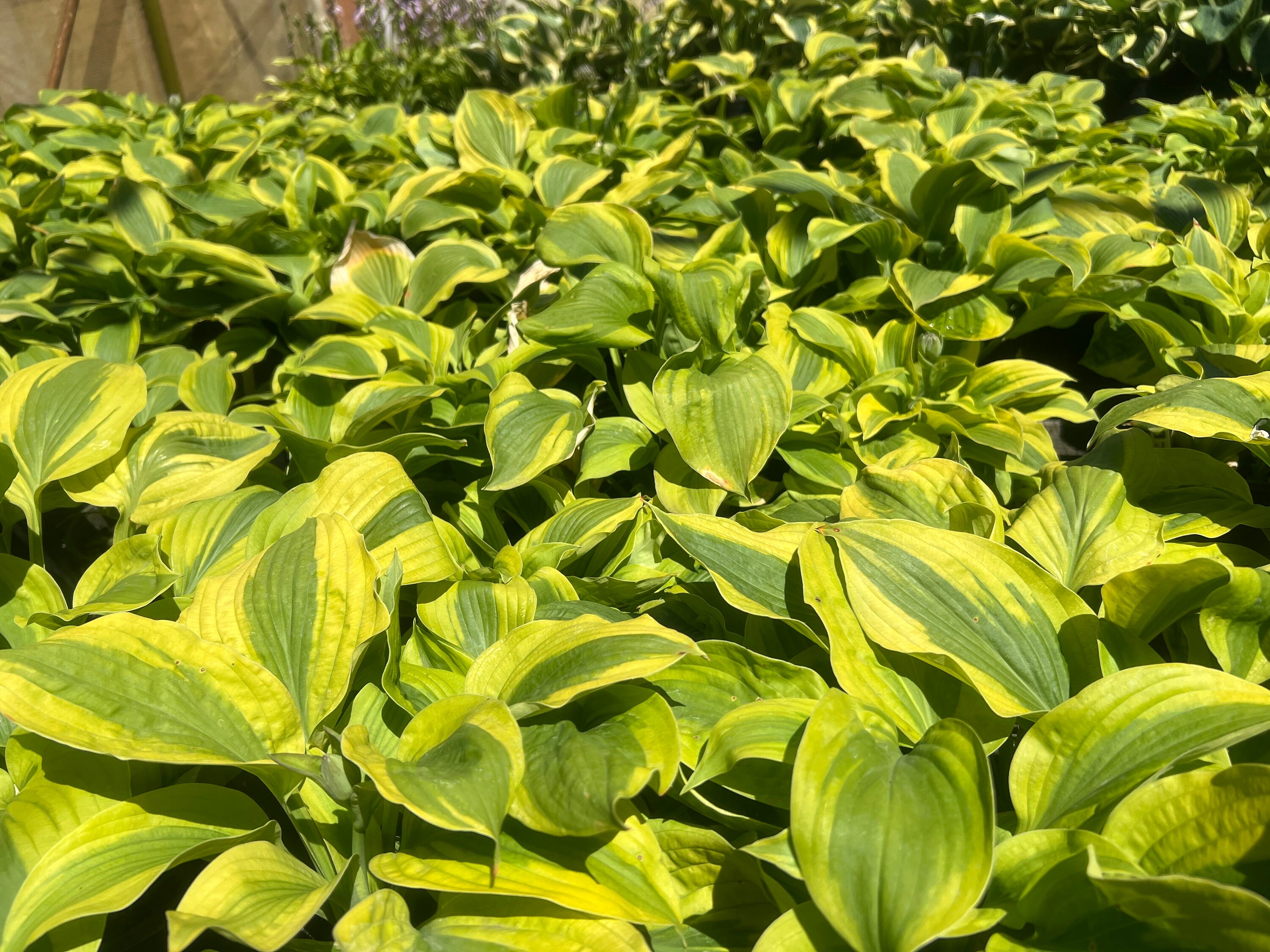 Hosta Velvet Moon, Small Variegated Hosta 1 Bareroot, Live Plant - Etsy