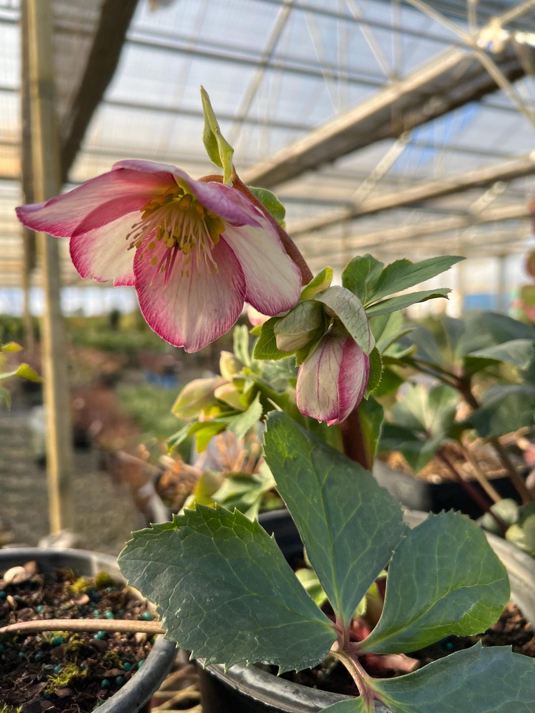 Lenten Rose Picotee, White With Pink Edge Christmas Rose, Ice N' Roses ...