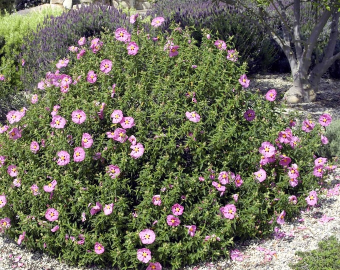 Cistus Purpureus | Purple Rockrose | Drought-tolerant | Deer-resistant ...