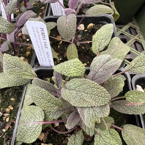 NEW Salvia Officinalis 'purple' | Purple Sage | Culinary & Ornamental ...