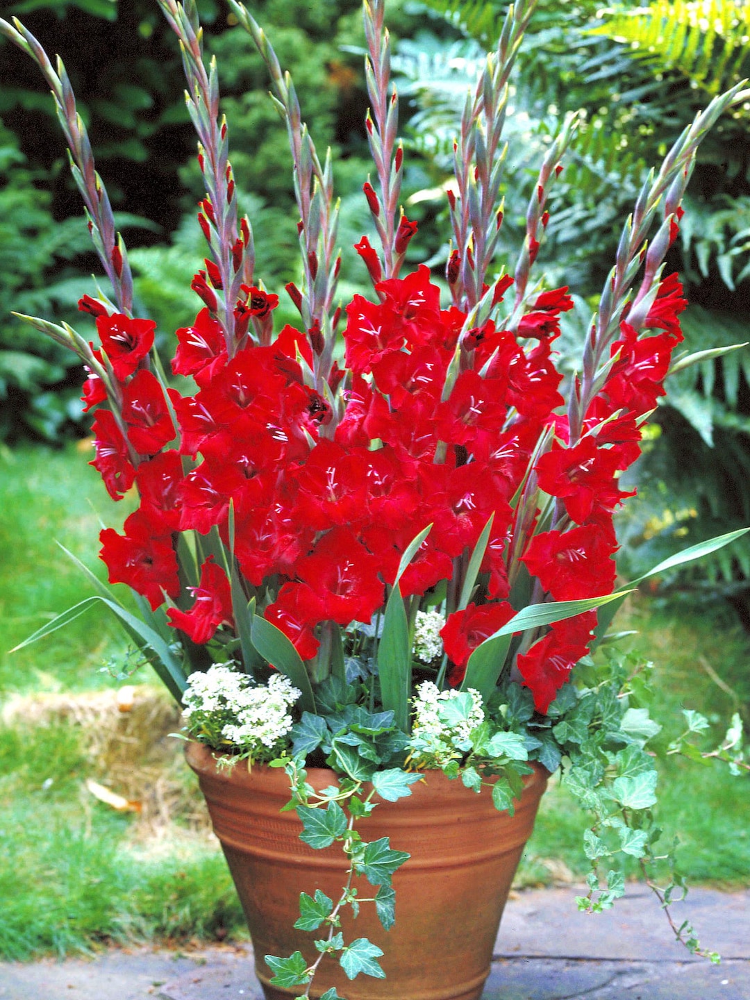 Gladiolus Glamini 'tom' | Compact Sword Lily | Cut Flowers | Spring ...